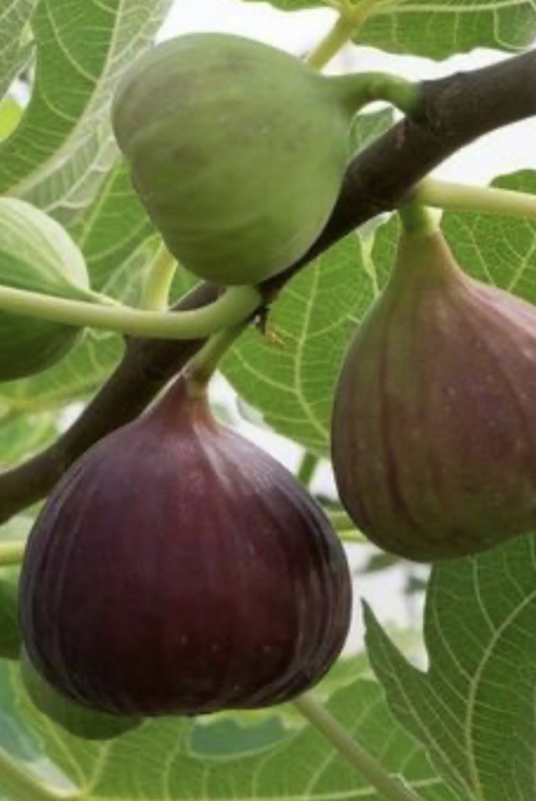 Long History of the Fig - Electrum Magazine